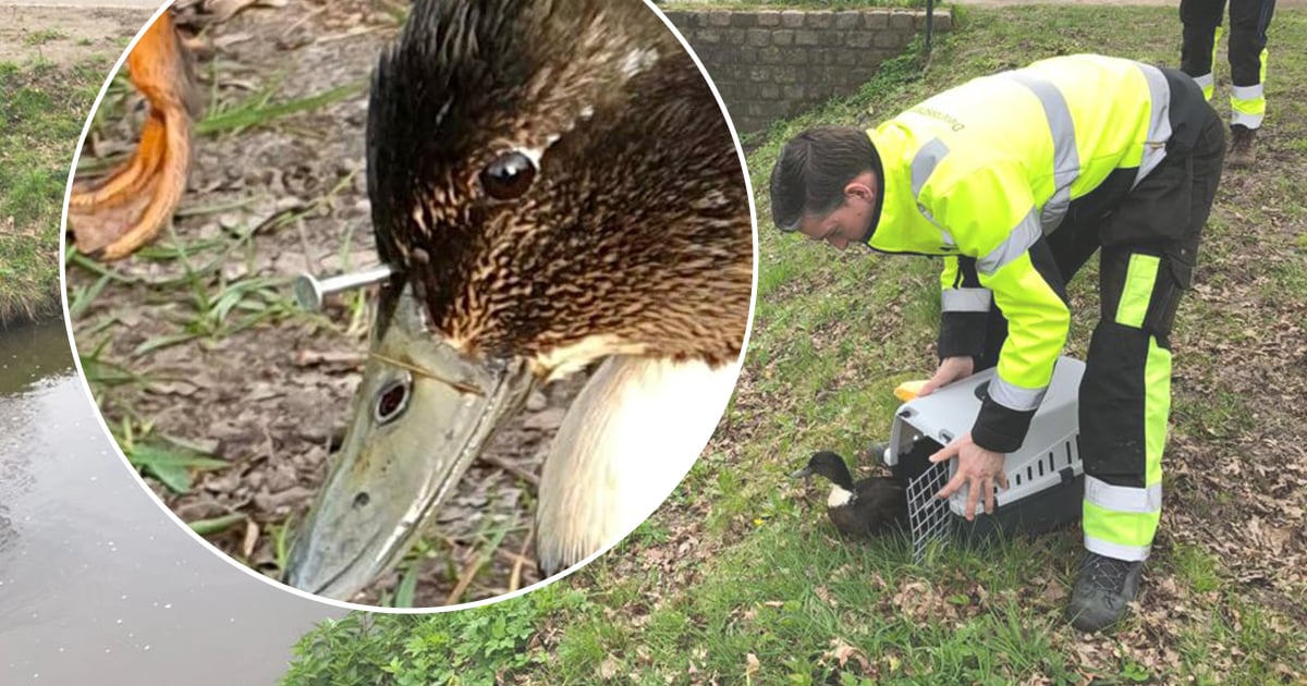 Eend met spijker in kop ontsnapt aan de dood in Ootmarsum: ‘Als iemand ...