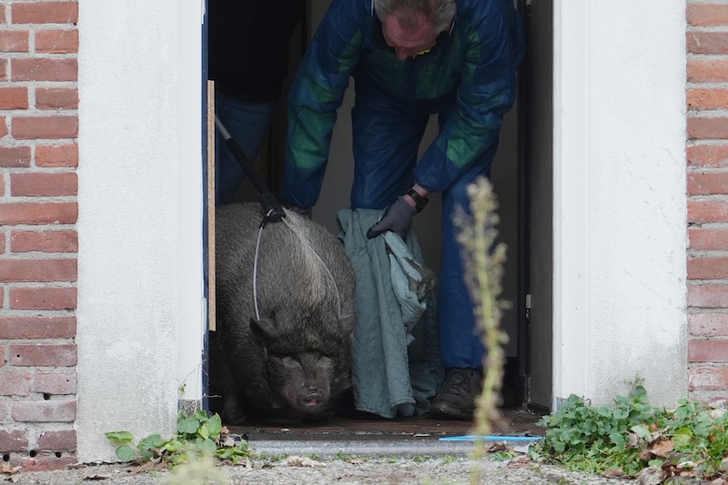 Buurt schrikt als varken op brancard uit huis wordt gehaald bij ...