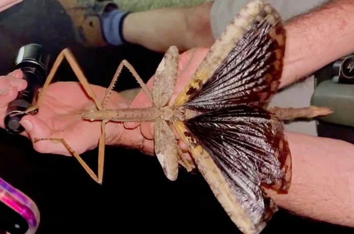 Nieuwe soort wandelende tak is mogelijk het zwaarste insect dat ooit in ...