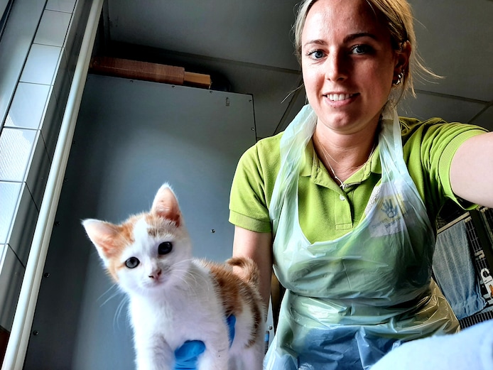 De opgevangen poesjes zijn heel lief, maar het zijn er wel héél veel ...