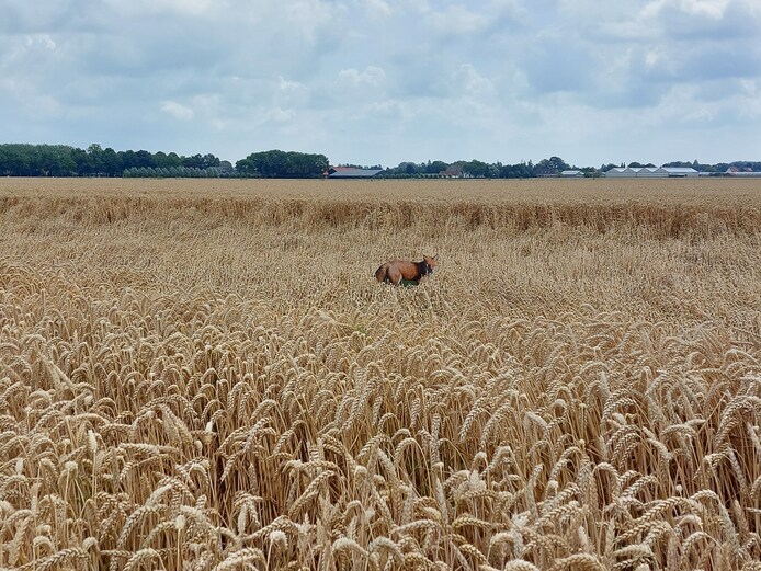Wat staat daar nou in de akker? Dit roofdier in de Betuwe laat ...