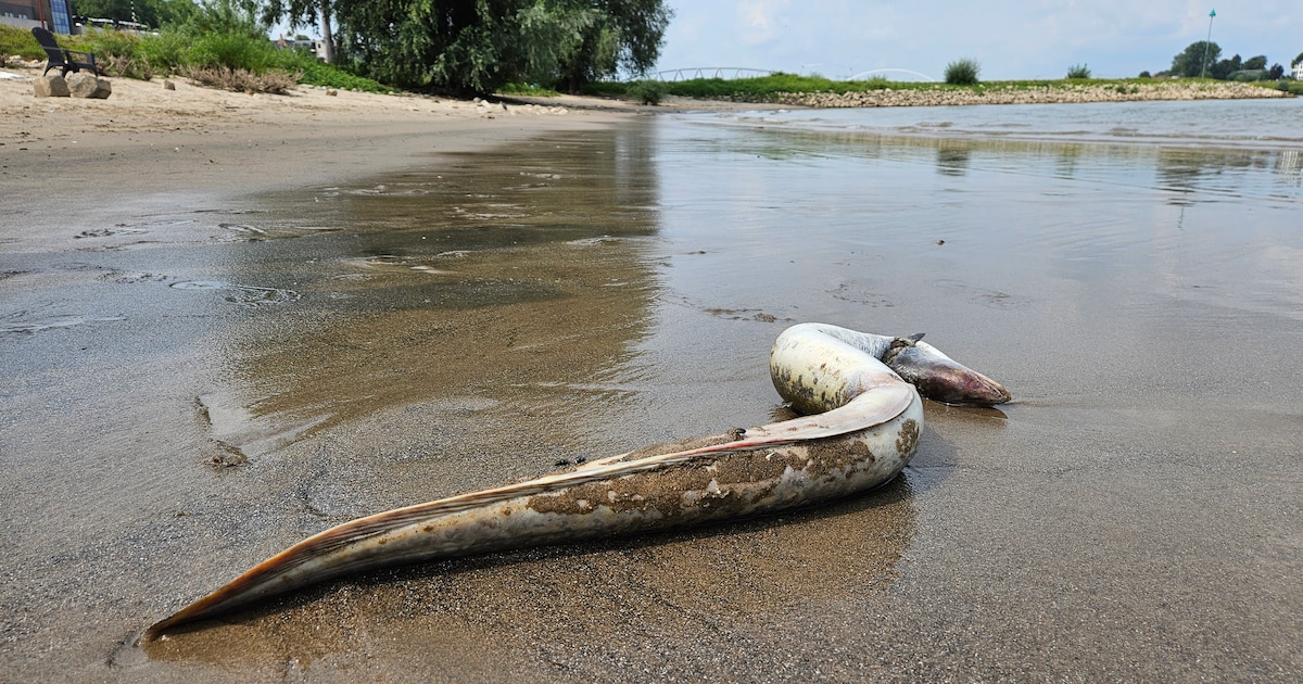 Grote, dode paling duikt op bij strandje in Nijmegen: ‘Nooit in het ...