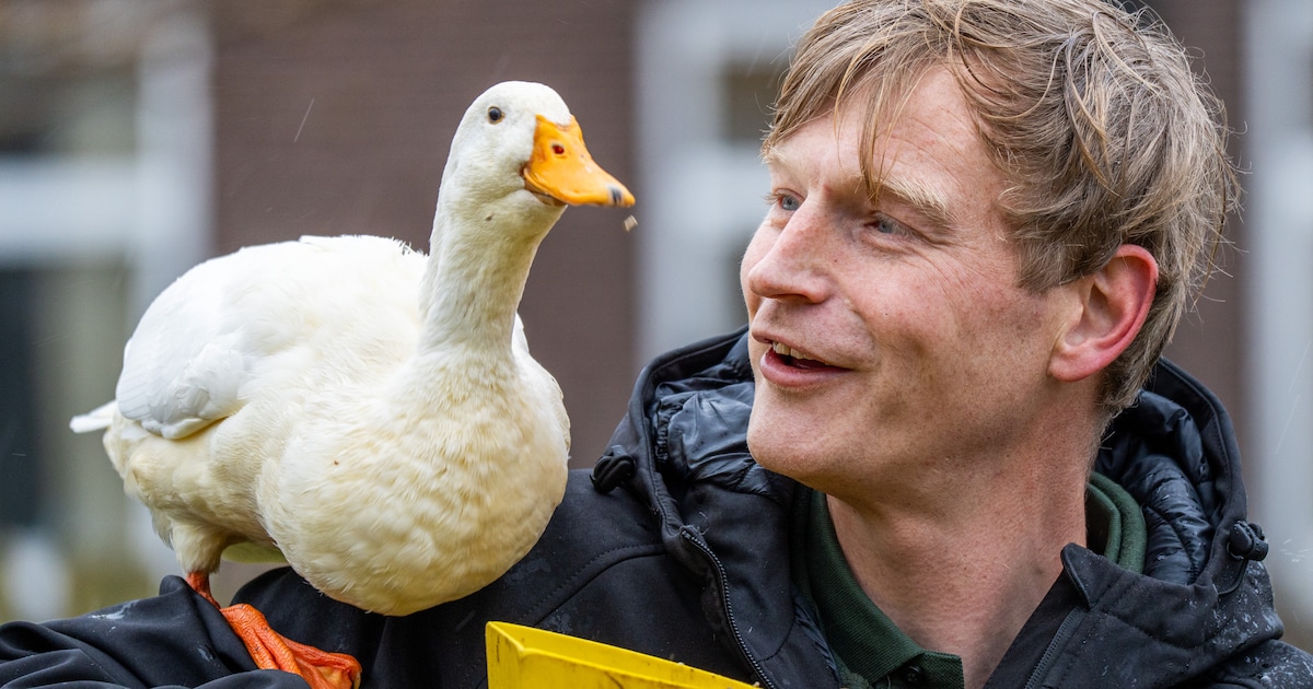Eindelijk gaat het goed met Dennis, maar nieuwe regels in Hengelo ...