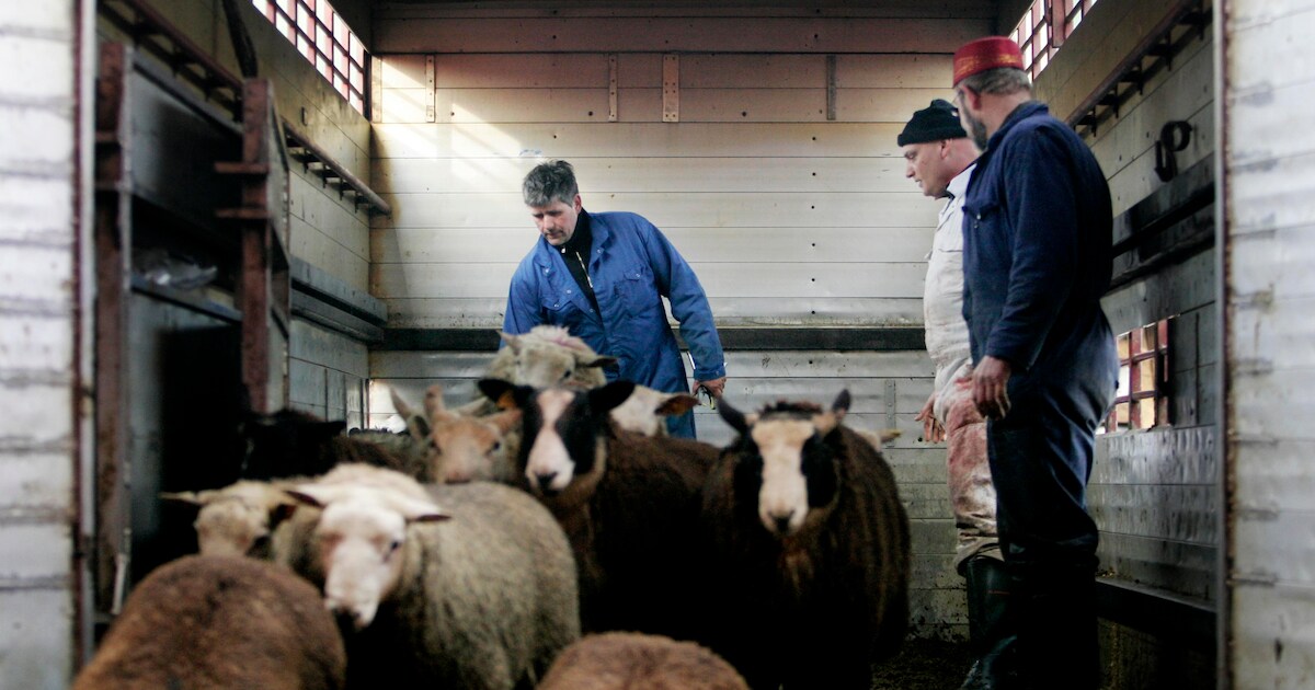 Offeren van schaap of rund in Nederland steeds duurder: ‘Dit is niet te ...