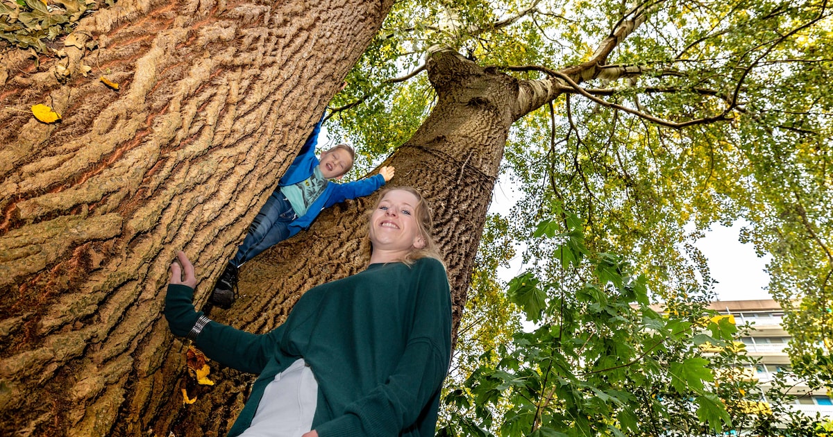 Vreugde in Assendorp, oude populier mag blijven: ‘We hebben een boom gered’ | Zwolle | Tubantia.nl