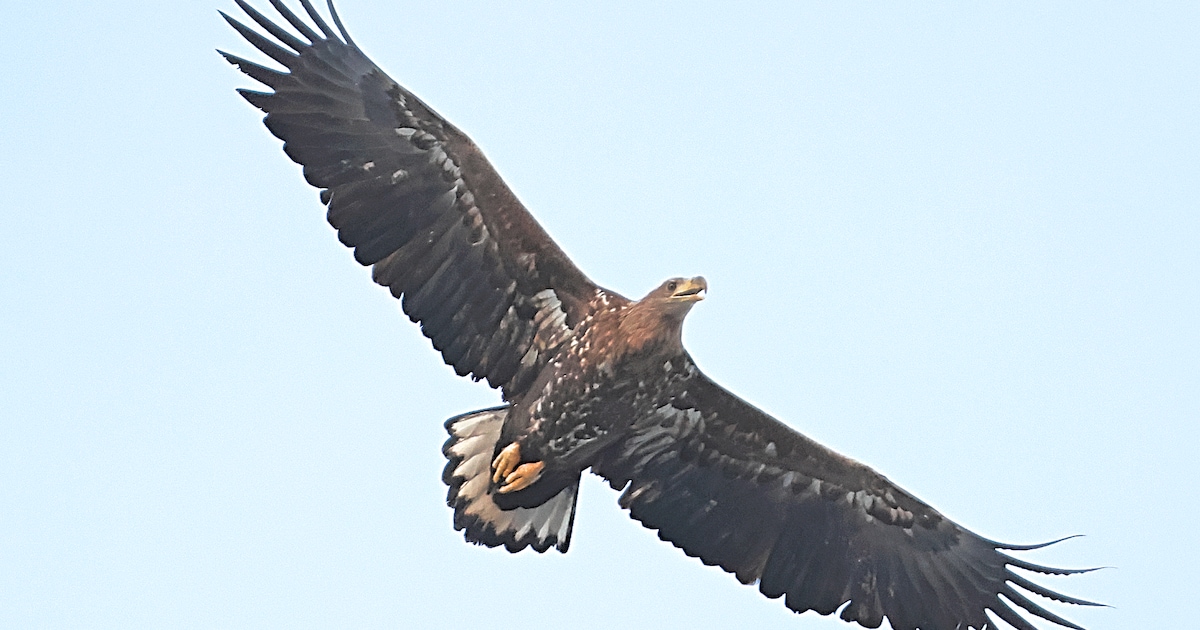 Zeearend gespot boven Wierdense Veld: 'Het dier maakt een opmars in ...