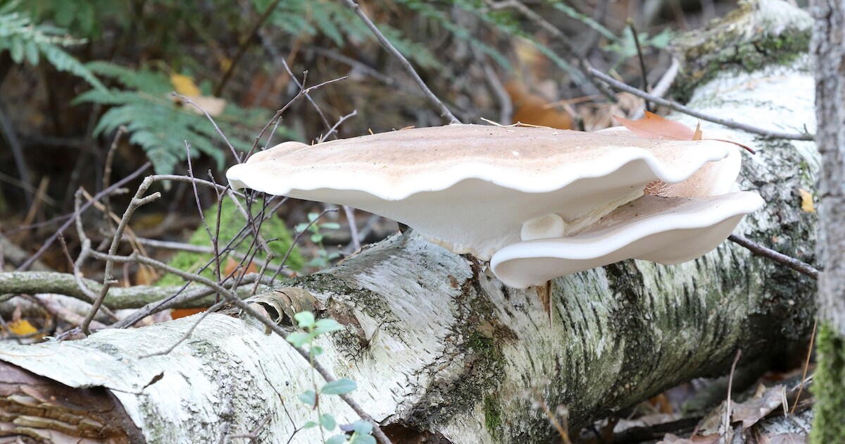 Berkenzwam groeit als halve pannenkoek tegen boomstam | Extra | Tubantia.nl