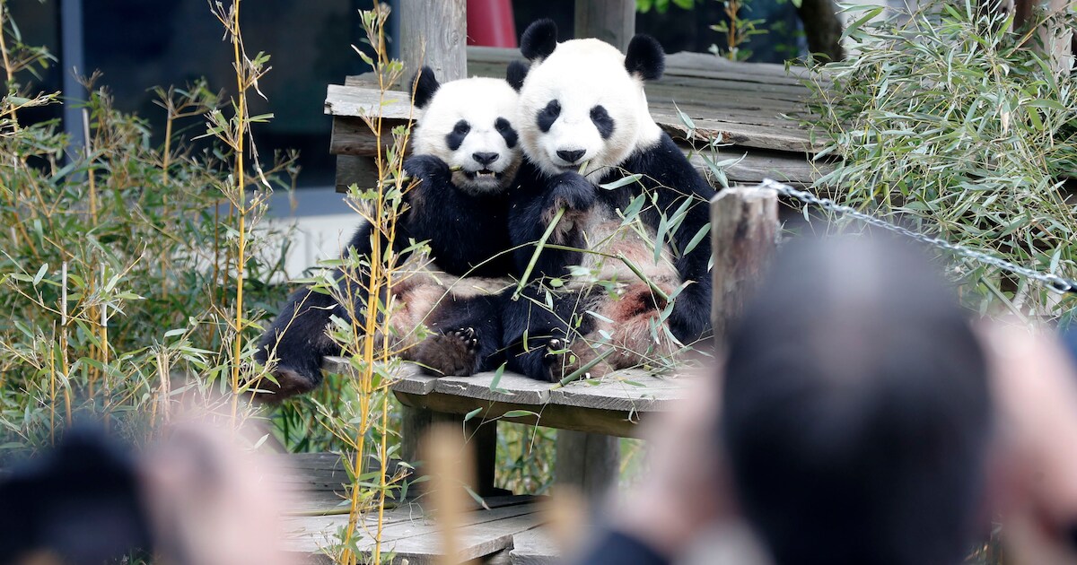 Verrassing: pandajong Fan Xing in Ouwehands Dierenpark blijkt geen ...