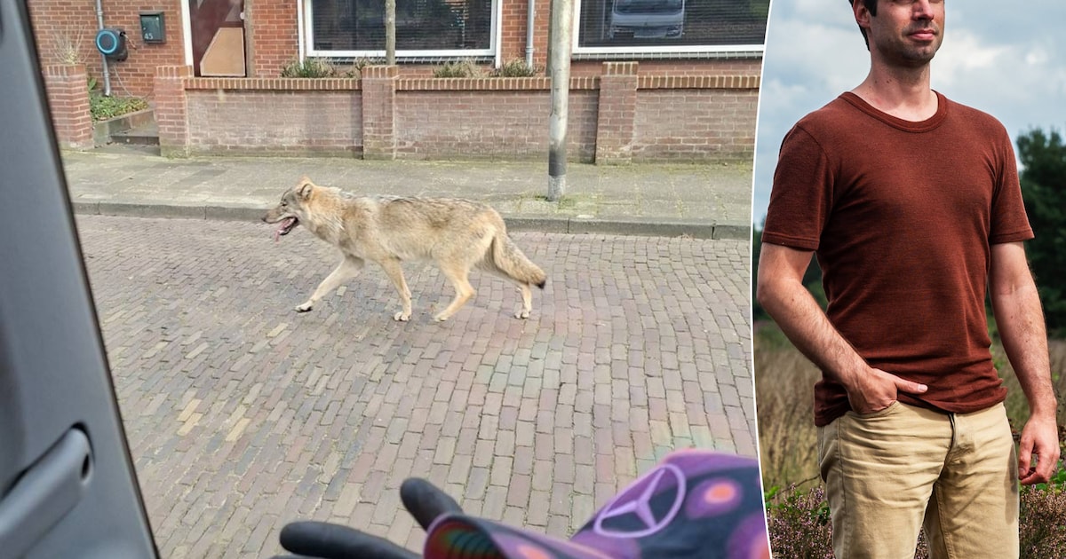 Groot dier midden in Hengelo en Enschede blijkt daadwerkelijk wolf ...