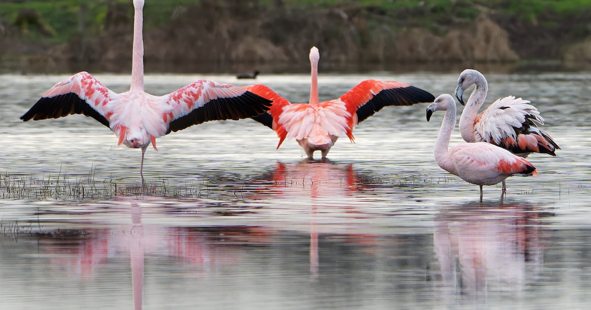 Zo dichtbij! Zo’n 30 flamingo’s in het weiland langs de weg ...