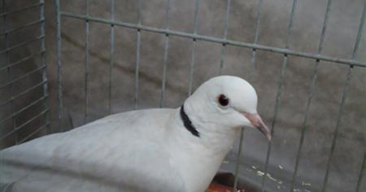 Fokkers uit Twenterand in de prijzen op Oneto | Almelo e.o. | tubantia.nl