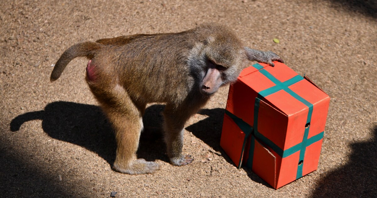 Rinkelende alarmbellen: opvallende indringer in huis Zuid-Afrika zorgt ...