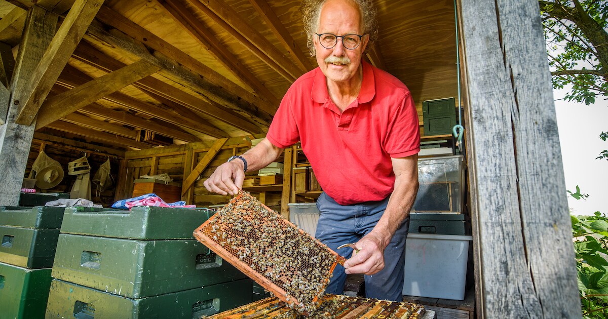 Het gaat slecht met de bijenvolken in Nederland: hiermee houd je de bij ...