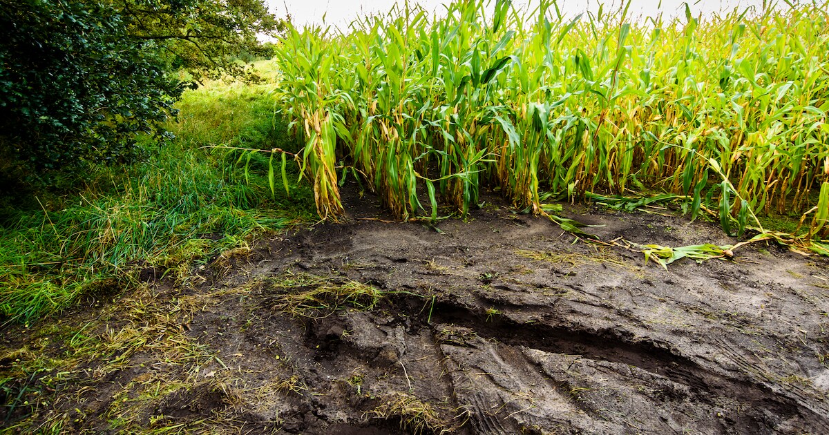 ‘Gevonden lijken bij Gronau hadden geen schot- en steekwonden ...