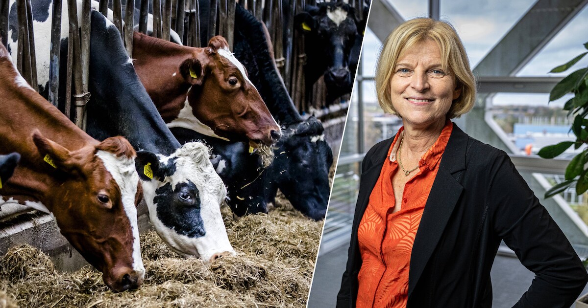 Meer nodig om milieudoelen te halen: ‘Minder koeien, maar óók minder ...