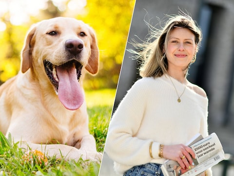 Hoe ligt jouw hond, kat of konijn erbij in deze hitte? Deel jullie foto ...