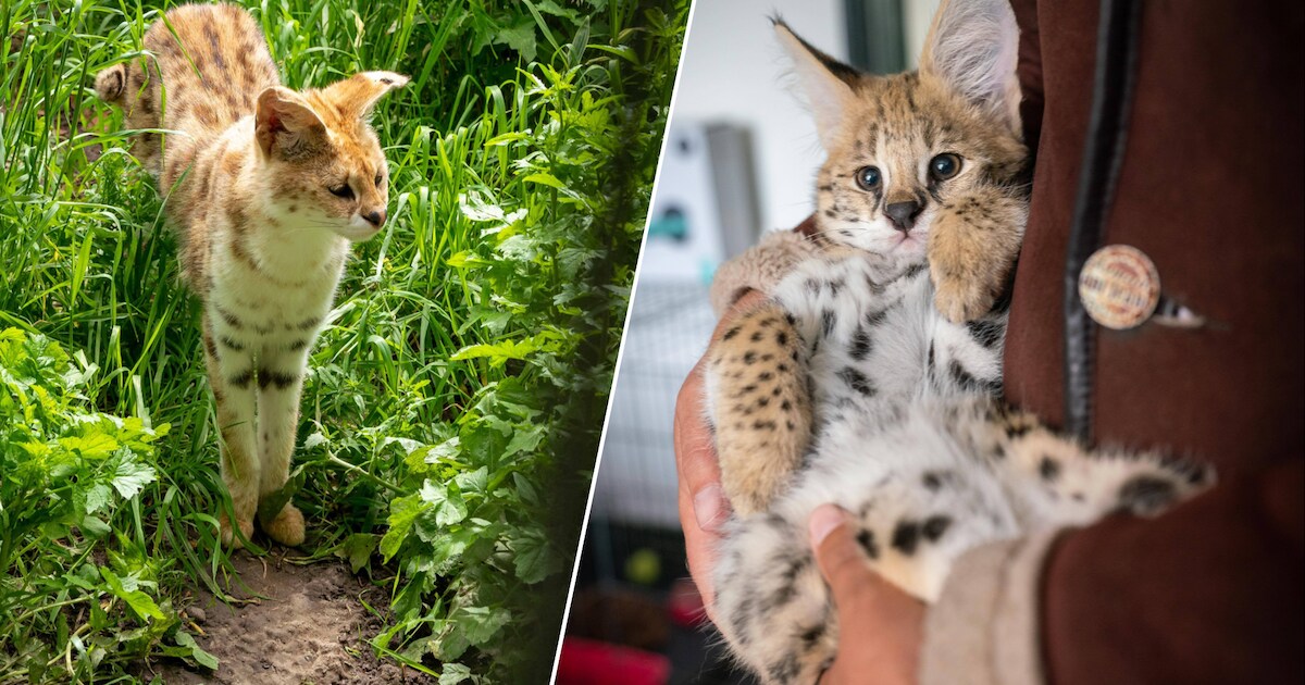 Verbod op handel per 2024 in exotische dieren, opvangcentra zetten zich ...