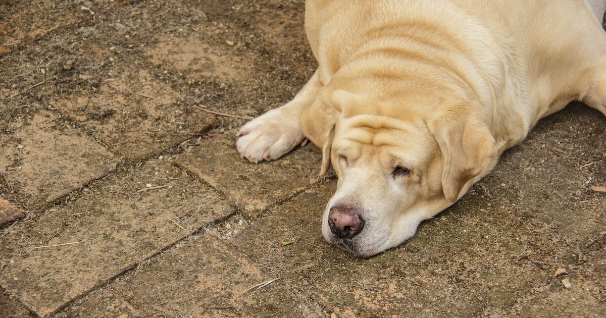 Baasje (67) veroordeeld voor levensgevaarlijke dierenmishandeling ...