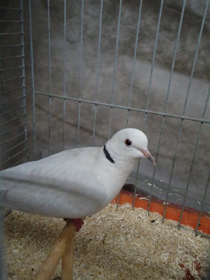 Fokkers uit Twenterand in de prijzen op Oneto | Almelo e.o. | tubantia.nl