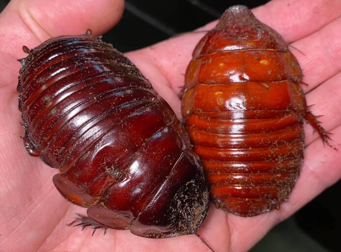 Nieuwe soort wandelende tak is mogelijk het zwaarste insect dat ooit in ...