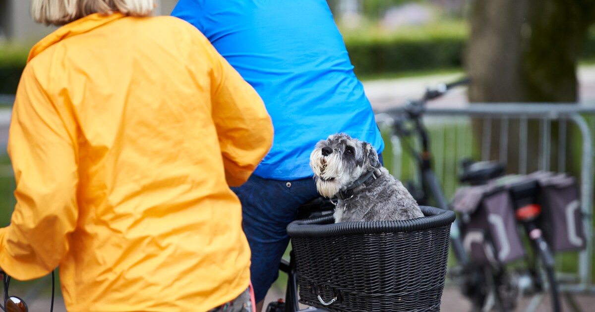 Swingend de week door in de Achterhoek: high tea, jazz en een fietstocht | Uit-tips Berkelland ...