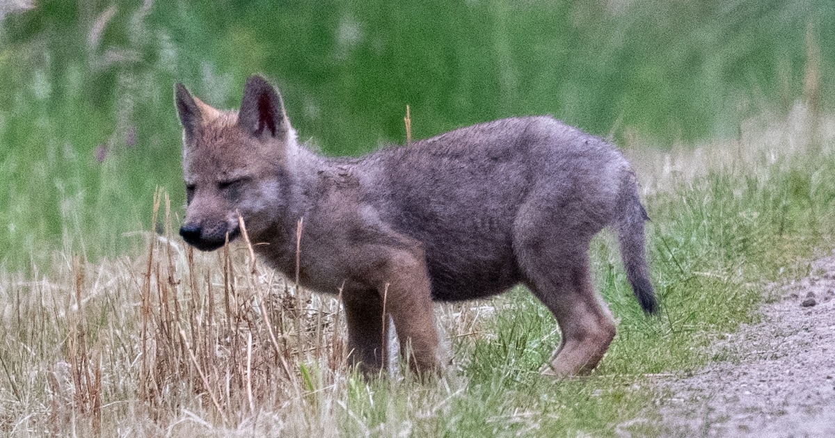 Amateurfotograaf Patrick krijgt jonge wolf voor de lens: ‘Ik stond ...