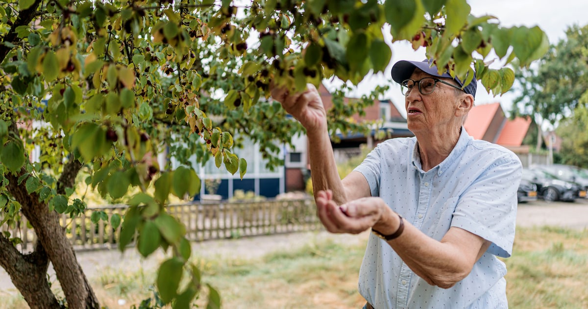 Theo (82) plukt tassen vol fruit binnen de stadsgrenzen van Enschede ...