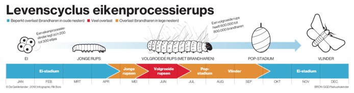Nieuwe dreiging? Dennenprocessierups met twee miljoen brandharen nadert Nederland | Home ...