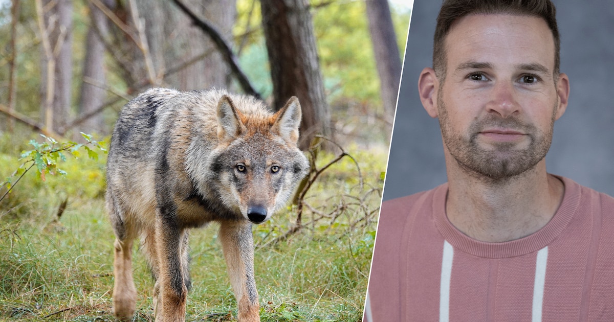 Wat wil jij weten over de wolf in de Achterhoek? | Regio | Tubantia.nl