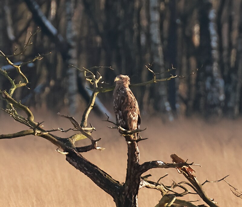 Zeearend gespot boven Wierdense Veld: 'Het dier maakt een opmars in ...