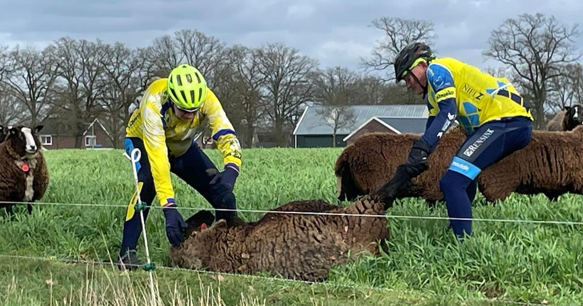 Almelose wielrenners redden een drachtig schaap: ‘Jongens stoppen, er ...