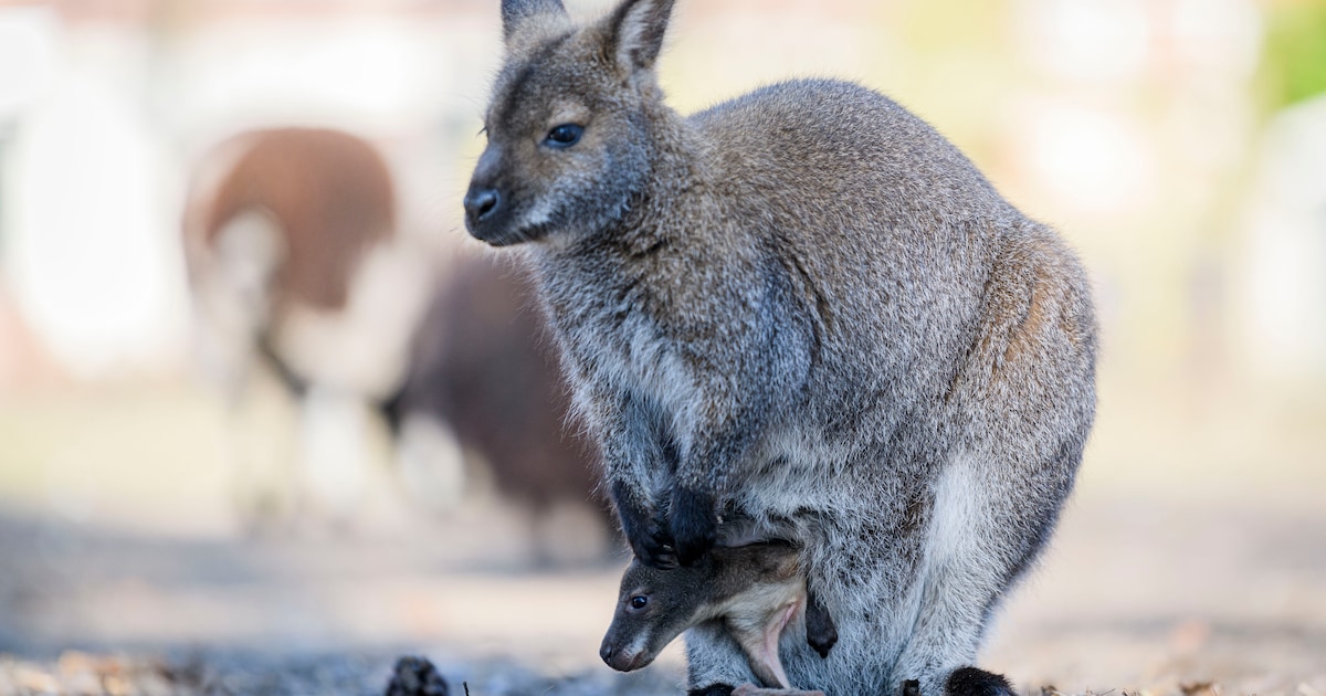 Mini kangoeroe strompelde met gebroken pootje door wei in Deurningen ...