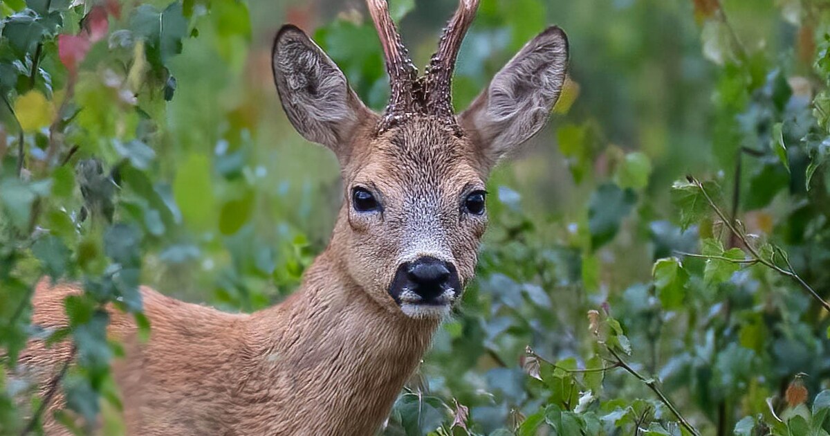De ree is een snoeper, en er valt genoeg te snoepen | Wierden | Tubantia.nl