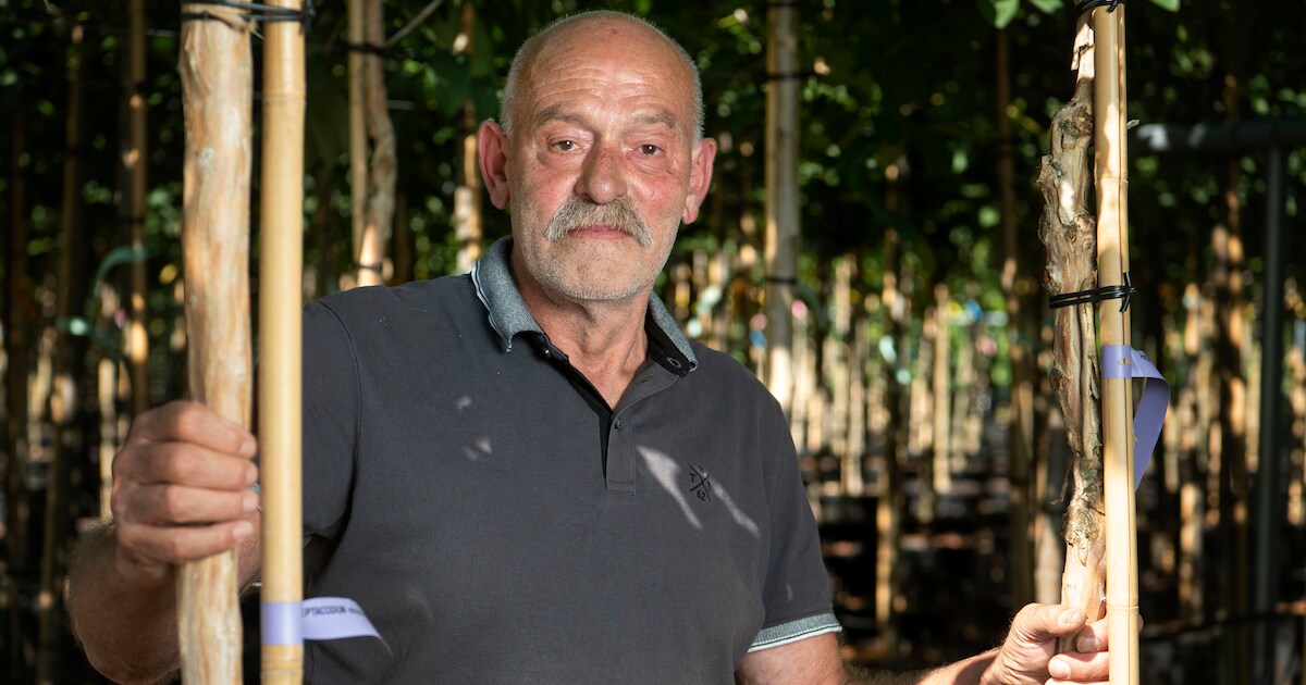 Albert (68) uit Harbrinkhoek werkt al 50 jaar bij kwekerij Menkehorst ...