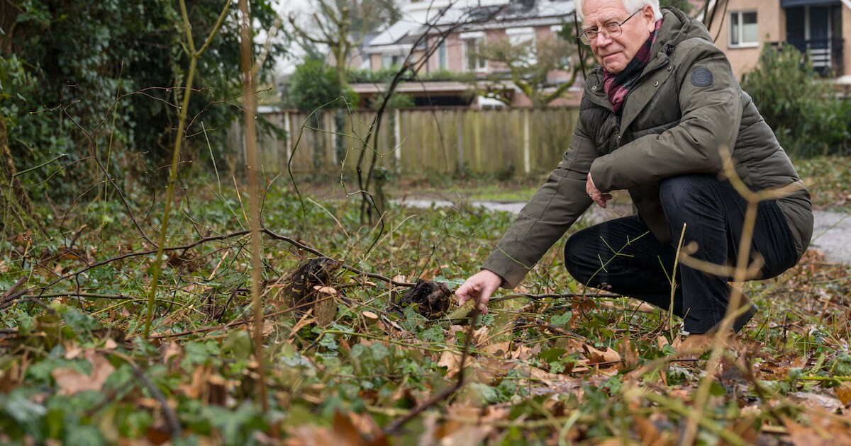 Ooit stikte het hier van de vogels, maar ineens zijn ze bijna allemaal ...