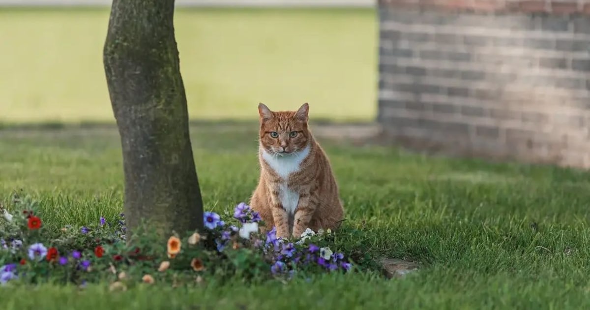 Heb jij Macho of Harry gezien? Deze twee huisdieren worden in ...