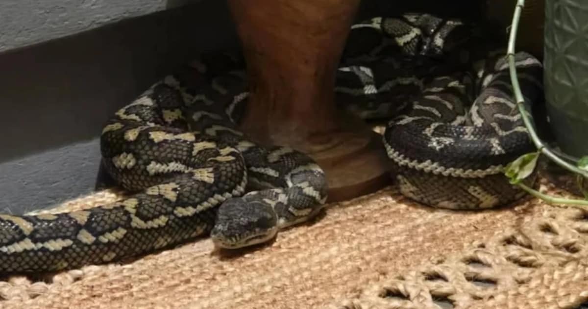 Australische schrikt wakker van mega-python op haar borst: ‘Schat, niet bewegen’ | Buitenland ...