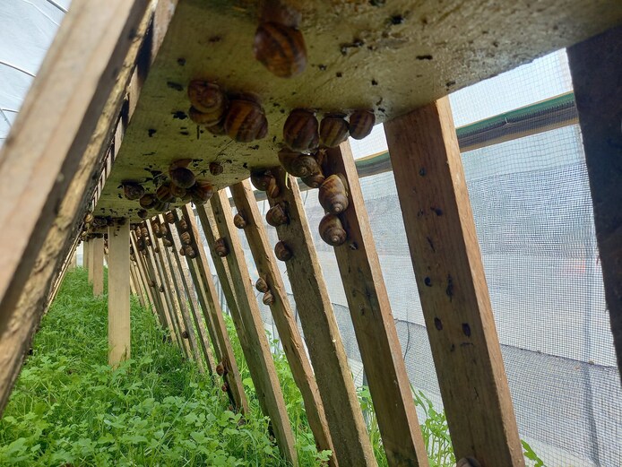 Slakken zijn het voedsel van de toekomst en ze worden gewoon in ...