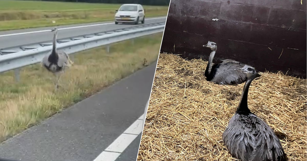 Chaos op N18 door ontsnapte loopvogel (maar nu is iedereen weer veilig ...