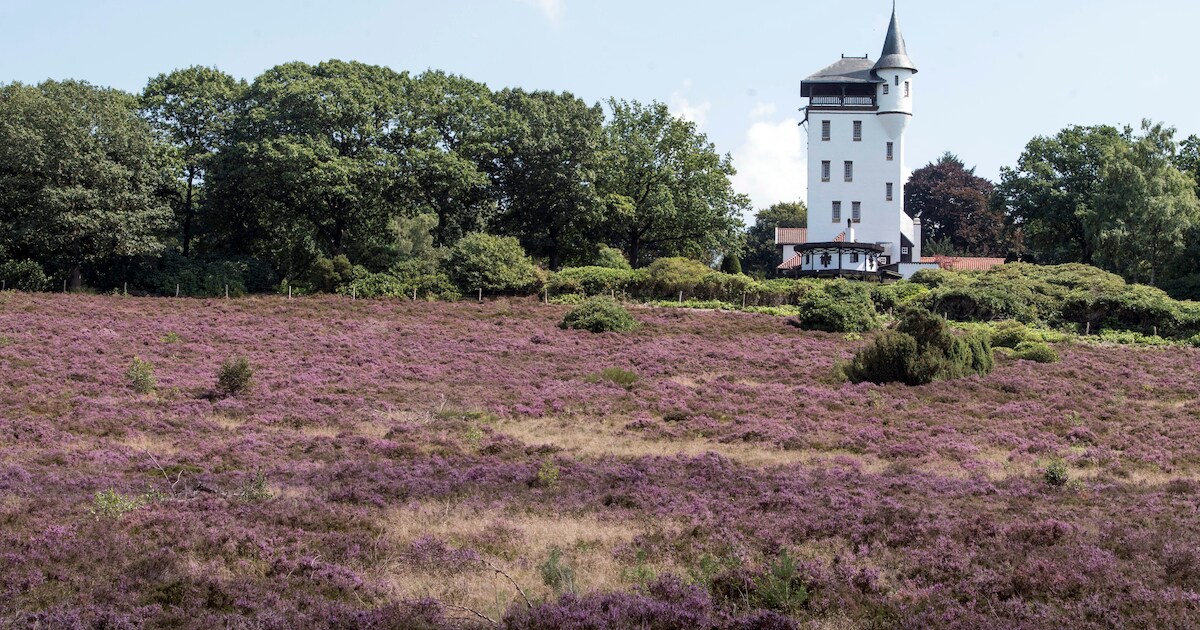 Meivakantie: ontdek de lente met bosexcursies in Haarle | Regio ...