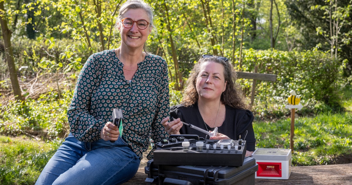 Hengelo vangt twee koninginnen van Aziatische hoornaar: ‘Stop ze, nu kan het nog’ | Hengelo ...