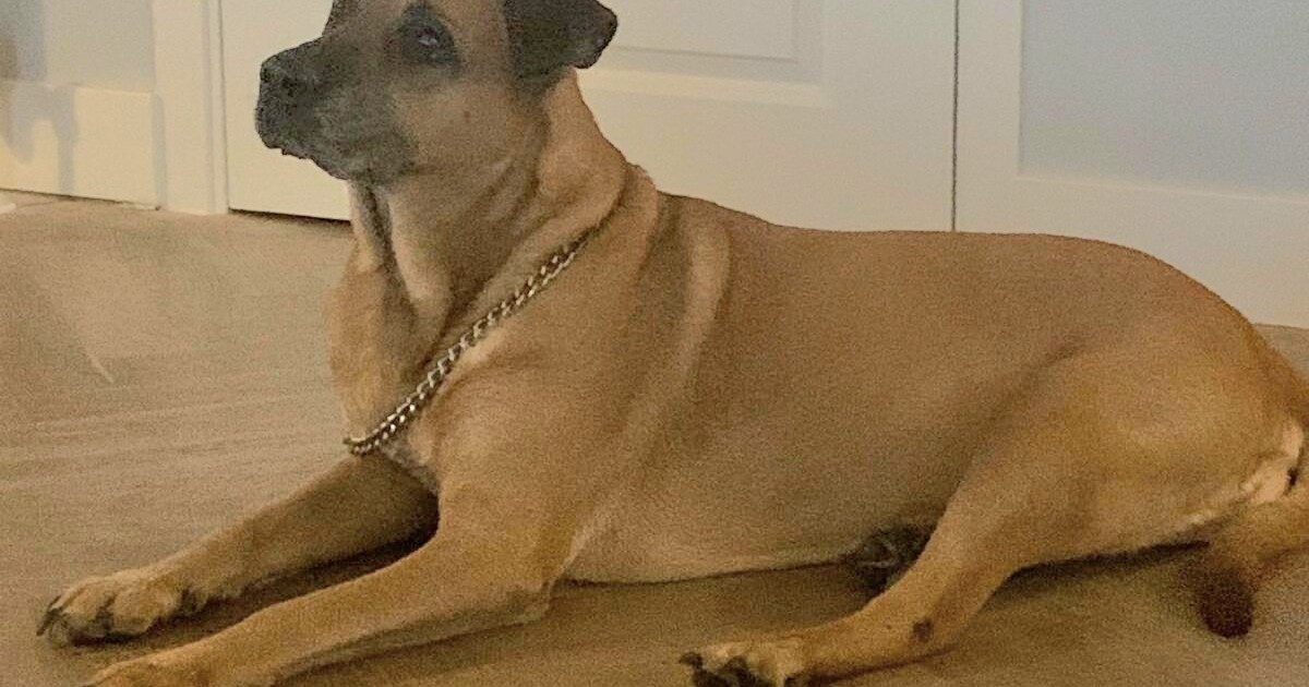 Deze hond werd door een hardloper gevonden en zat vastgebonden aan een ...
