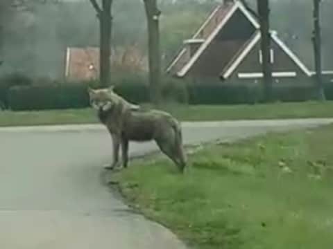 Dode wolf in Twentekanaal stierf geen natuurlijke dood | Regio ...