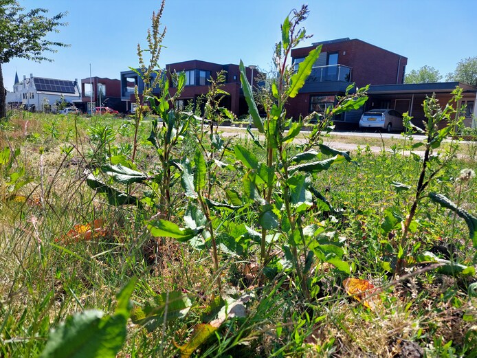 Waarom heeft onkruid vrij spel in zoveel van deze perken en parken ...