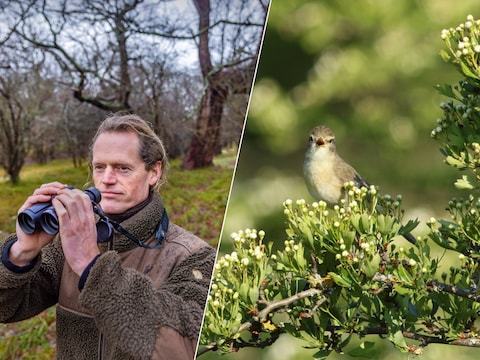 Datingdrama in natuur: een op de drie mannetjes fluit volop, maar ...