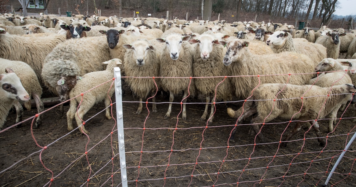 86 schapen doodgebeten door wolf in Overijssel, steeds meer houders ...