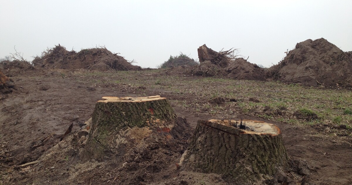 Tandenknarsend uitstel van herplantplicht gekapte bomen in Beltrum ...