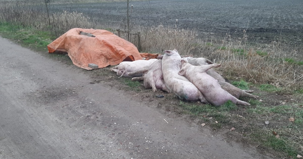 Voorbijgangers schrikken van stapel dode varkens in berm: ‘Een van de ...
