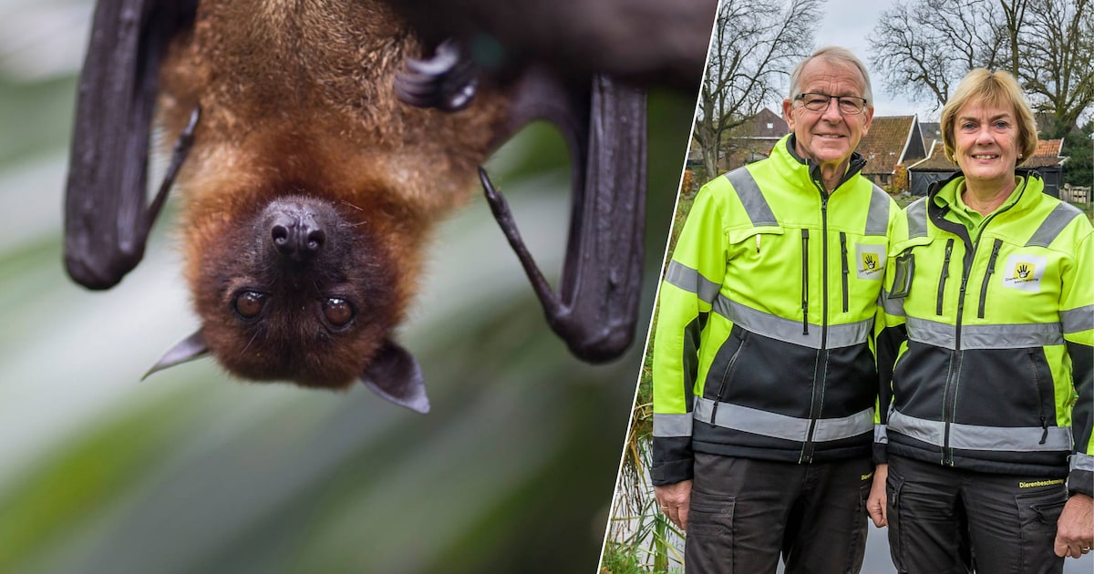 Enschedese doodsbang voor vleermuis, maar bestaat die wel? ‘Ik dacht ...