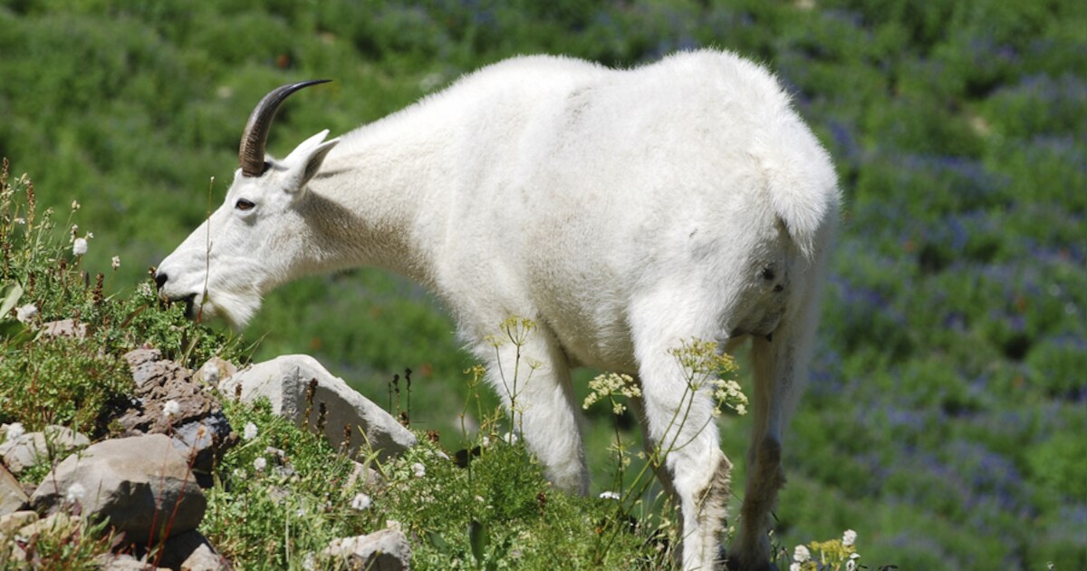 Man graast tussen geiten in geitenkostuum | Nieuws | Tubantia.nl